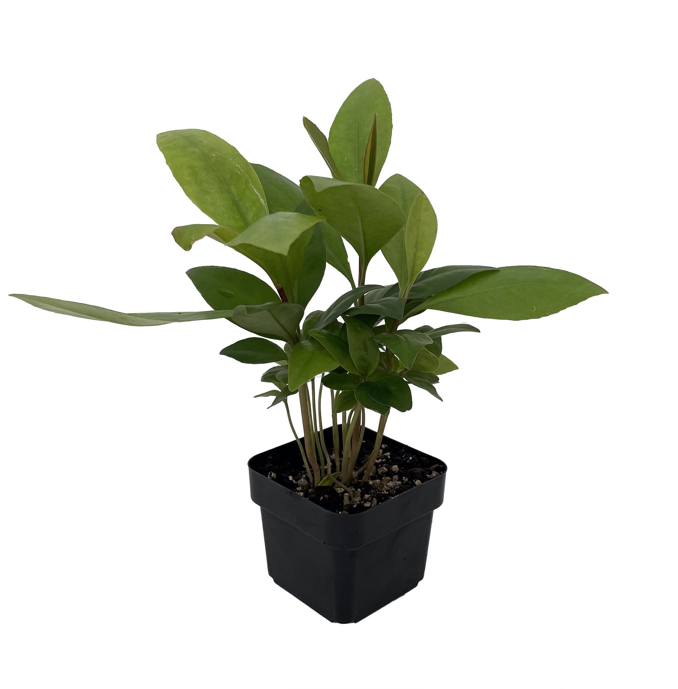 Shoebutton Plant - Ardisia humilis - Tropical House Plant - 3" Pot ...
