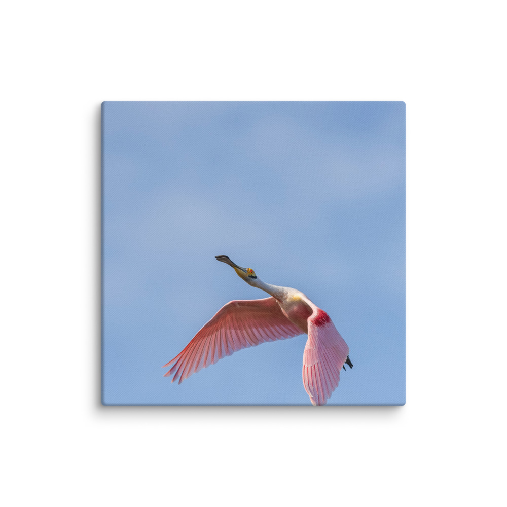 Shooting Star! Canvas (16″×16″) - Walmart.com
