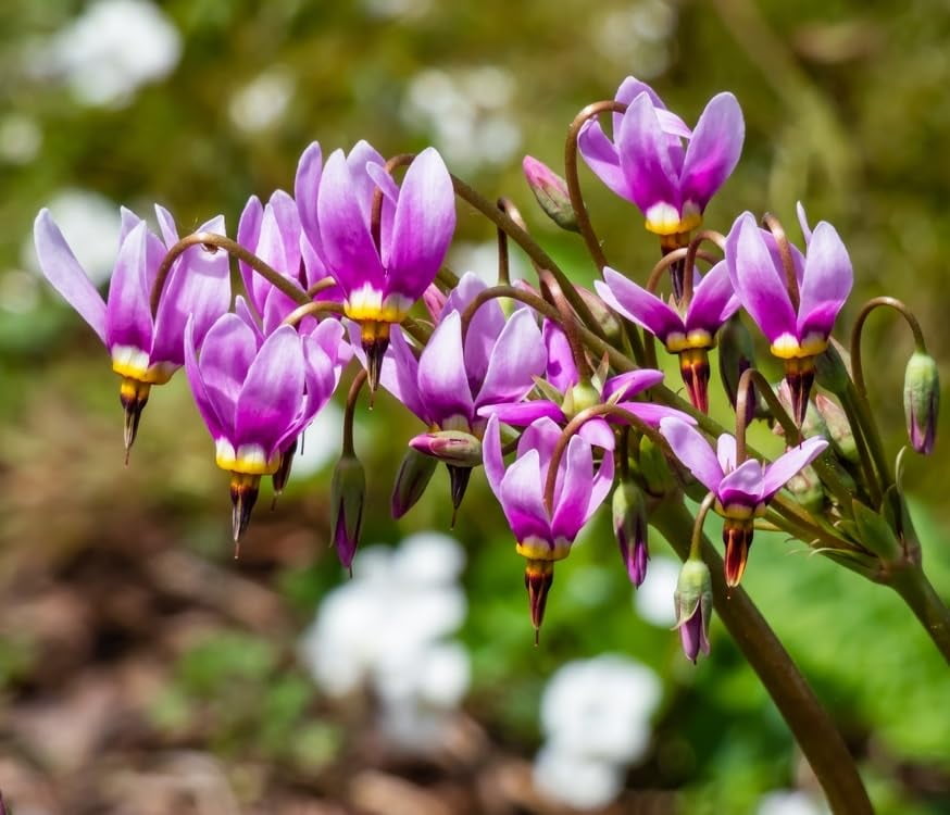 Shooting Star Wildflower Rootstock for Planting - 1 Year Old Plant ...