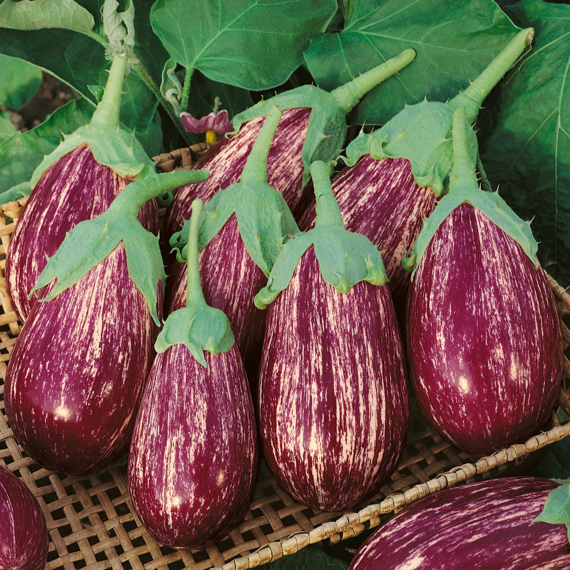 Shooting Stars Eggplant Seeds - 1 Oz ~6500 Seeds - Non-GMO, Heirloom ...