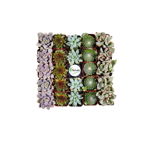 Shop Succulents Assorted Succulent (Collection of 40) - Walmart.com