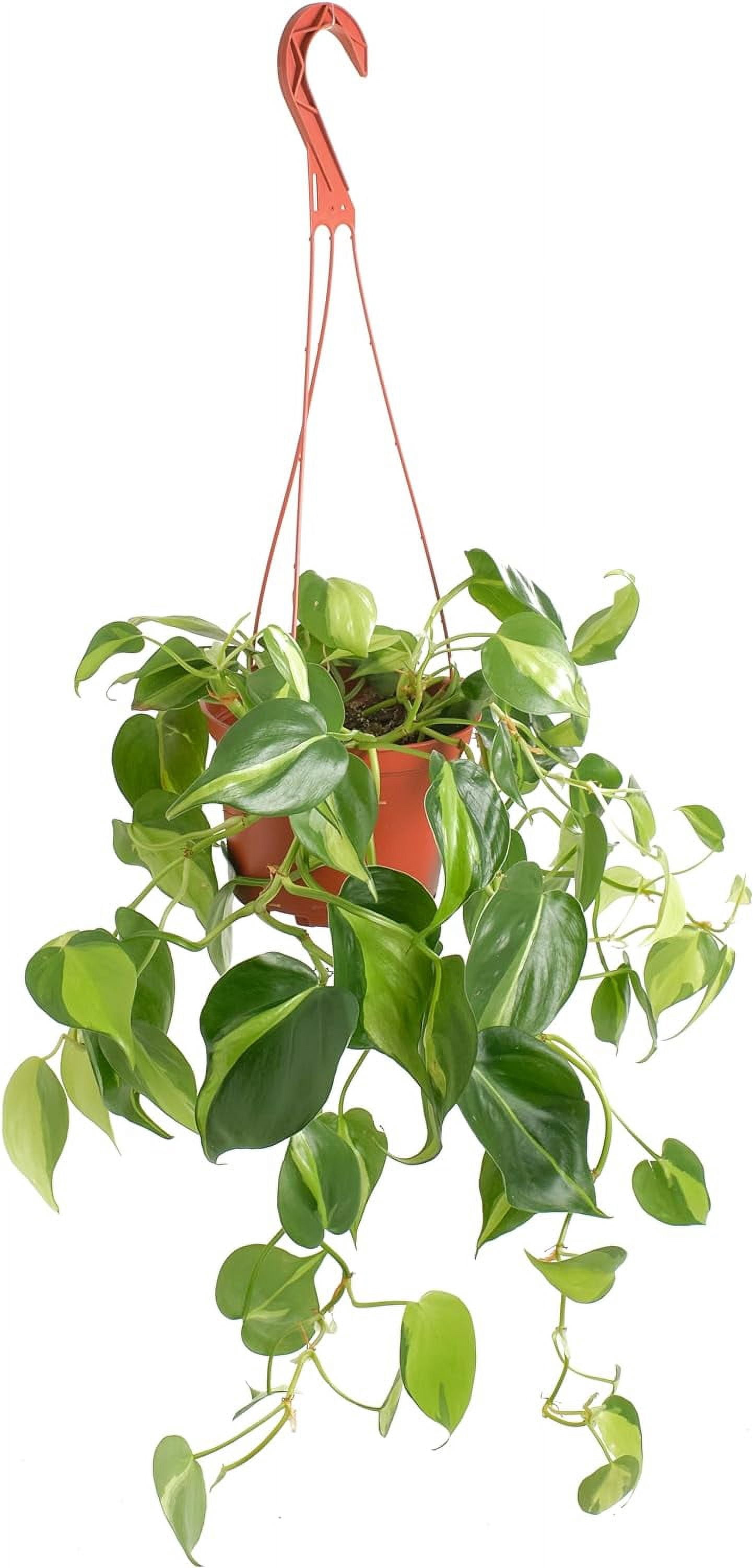Shop Succulents Brasil Philodenron Heartleaf Hanging Plant, Live Indoor ...