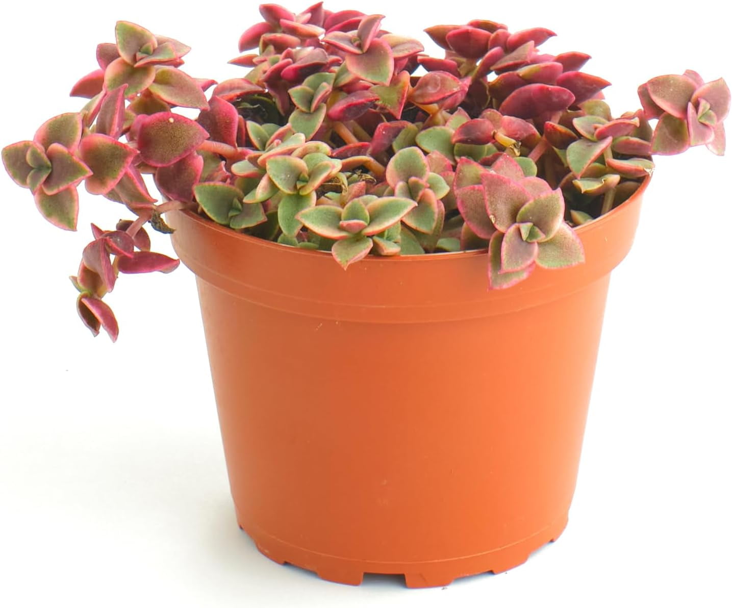 Shop Succulents Calico Kitten Hanging Succulent, Crassula Pellucida ...
