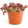 Shop Succulents Calico Kitten Hanging Succulent, Crassula Pellucida ...