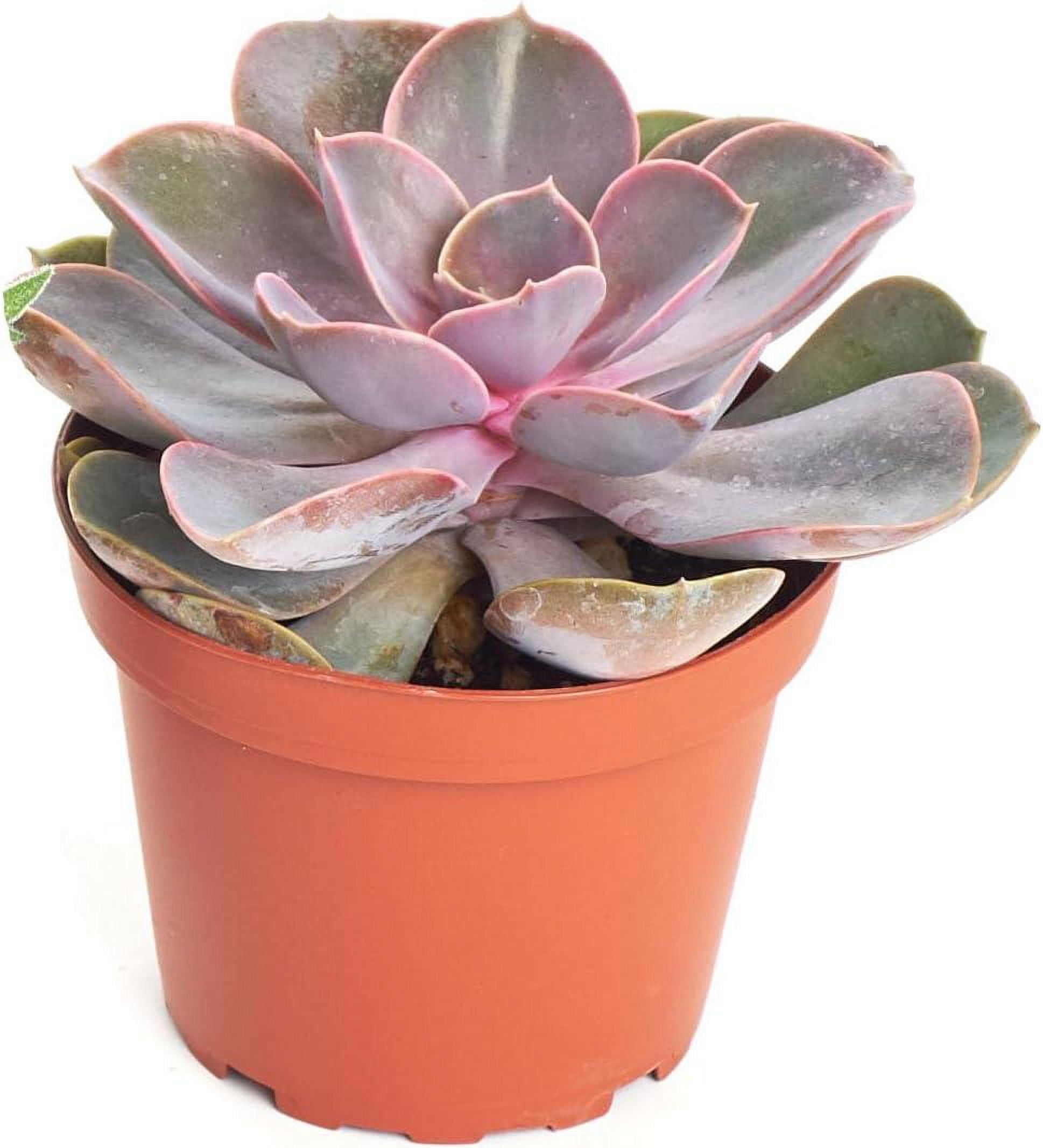 Shop Succulents Echeveria Perle Von Nurnberg 4" Live Succulent Plant in Nursery Pot - Walmart ...