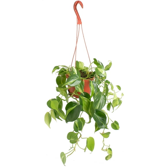 Indoor Hanging Plant Types