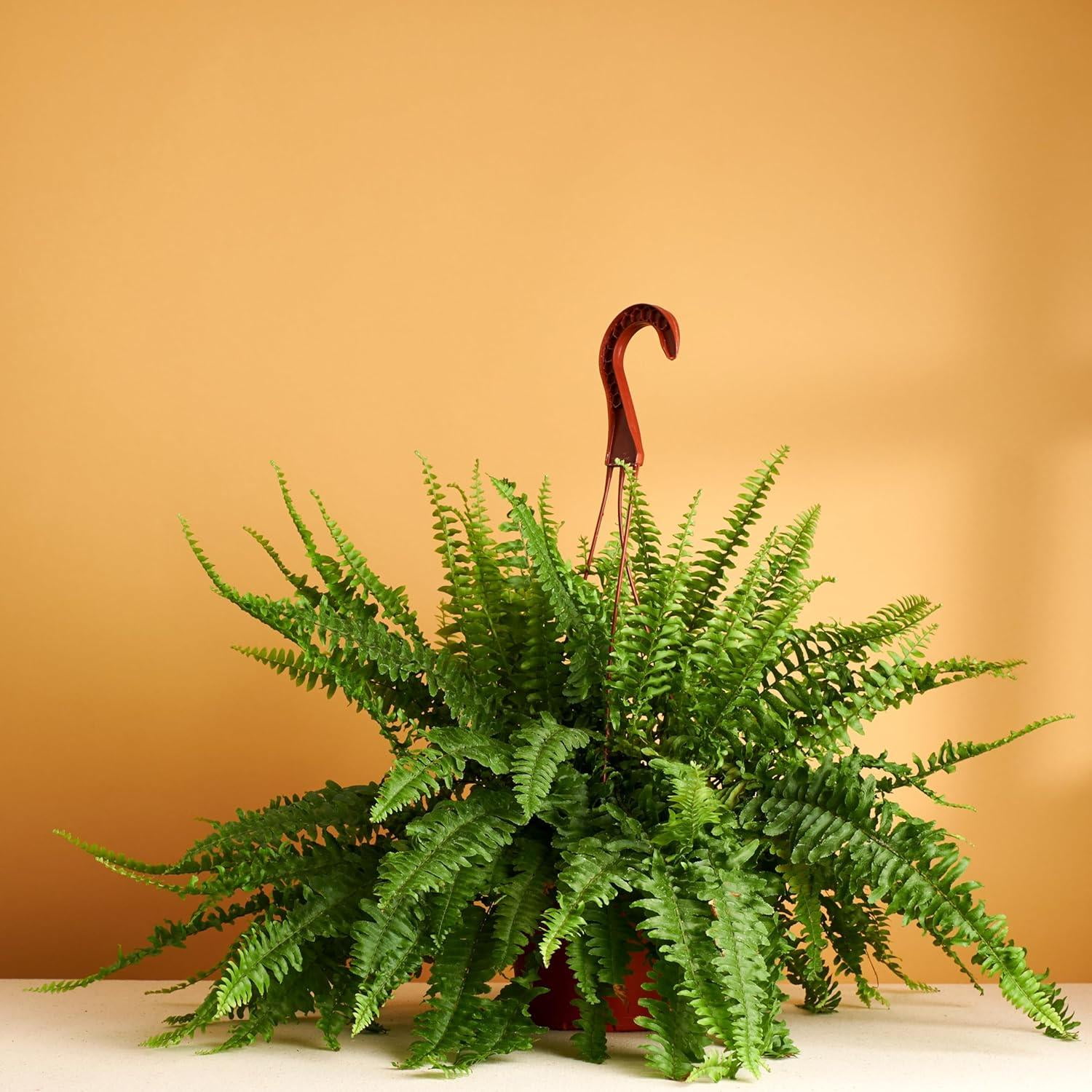 Shop Succulents Queen Fern 6" Live Hanging Indoor Plant in Nursery Pot ...