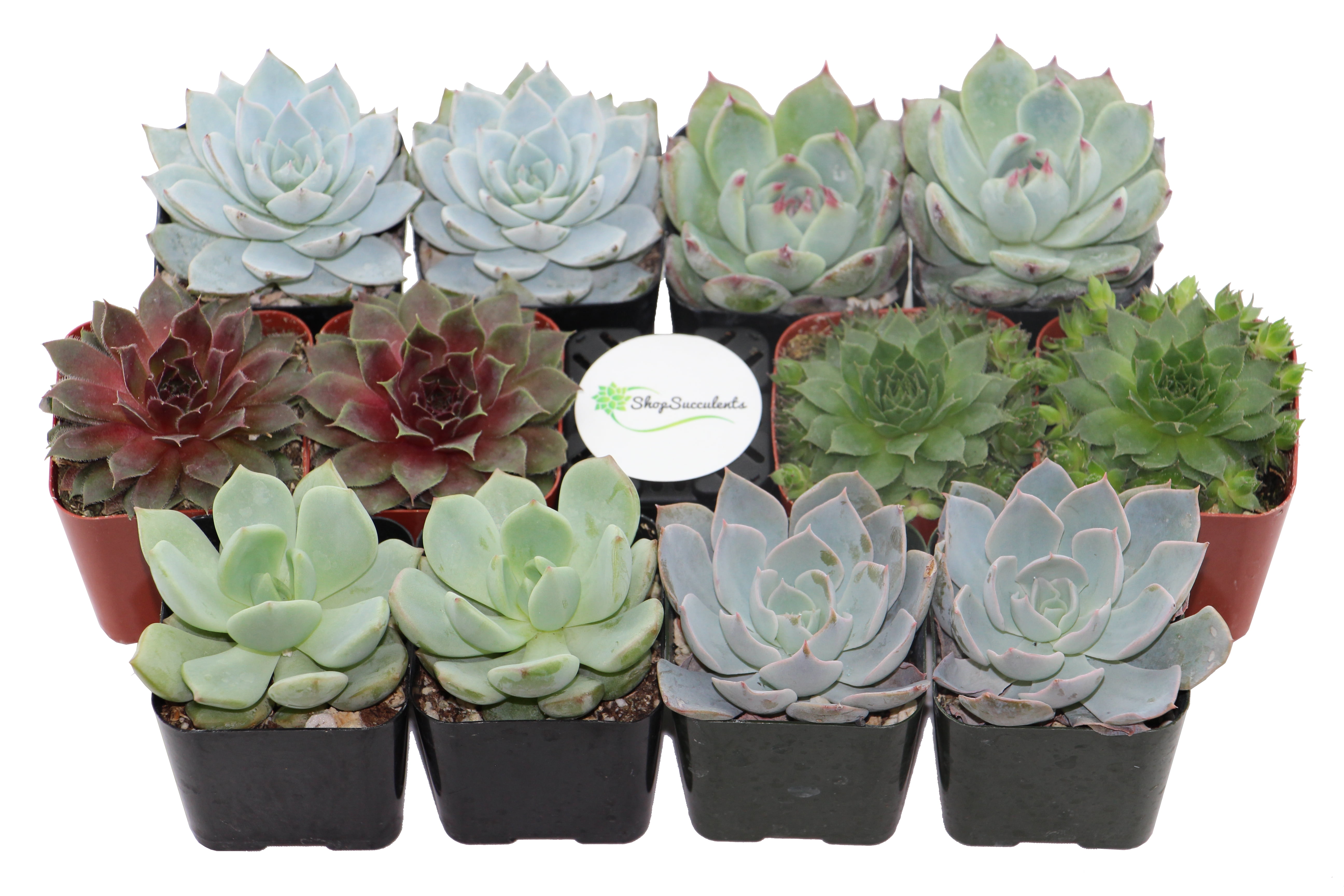Shop Succulents Rosette Succulent (Collection of 12) - Walmart.com