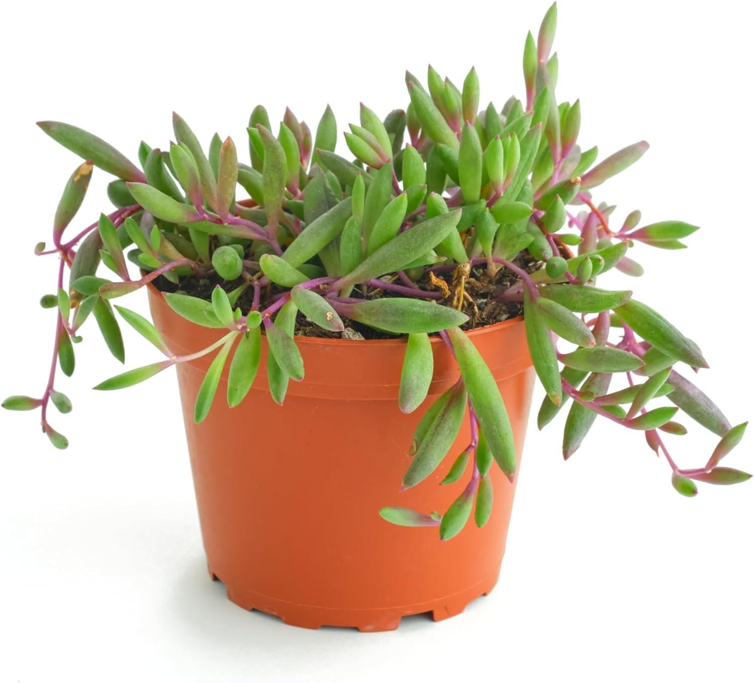 Shop Succulents Ruby Necklace 4" Live Hanging Succulent Plant in ...
