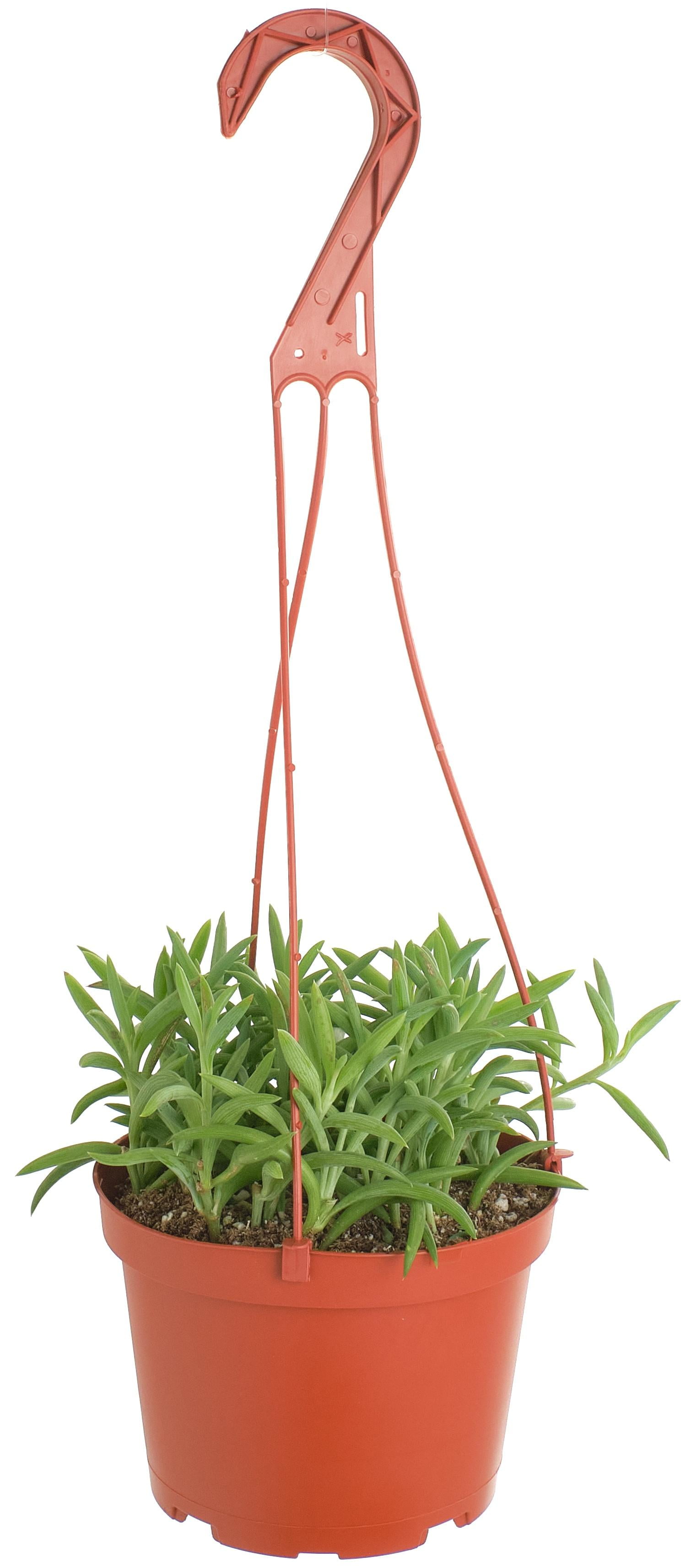 Shop Succulents String of Fishhooks 6" Live Hanging Succulent Plant ...