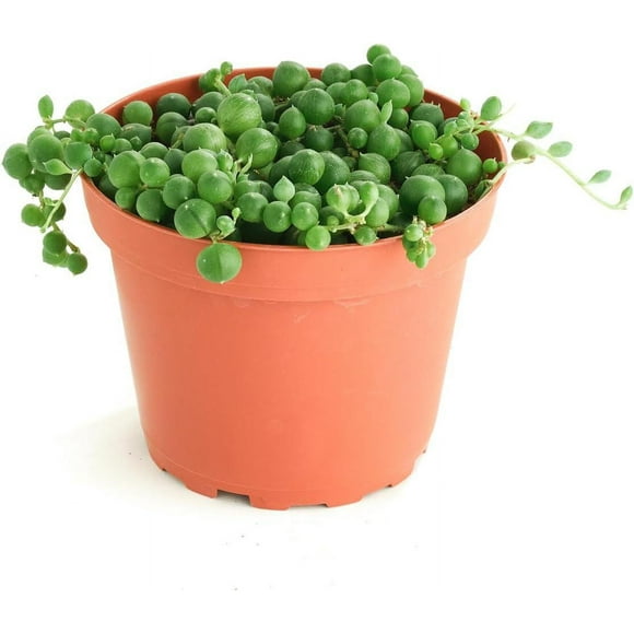 String Of Pearls Soil