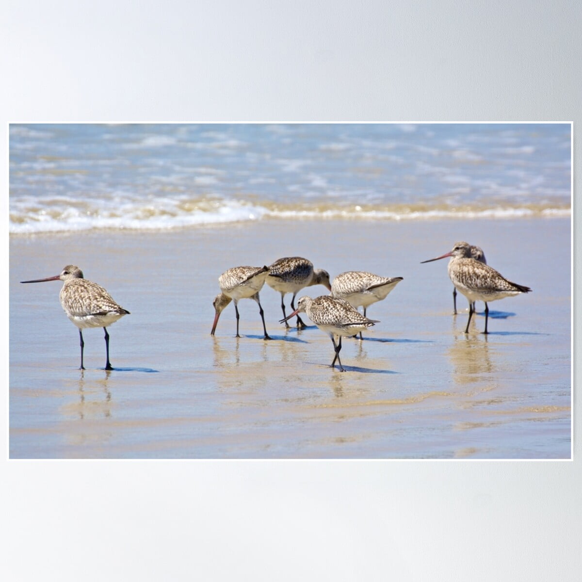 Shorebird ~ Bar-Tailed Godwit 7Ekad5Qr By David Irwin Poster Wall Art ...