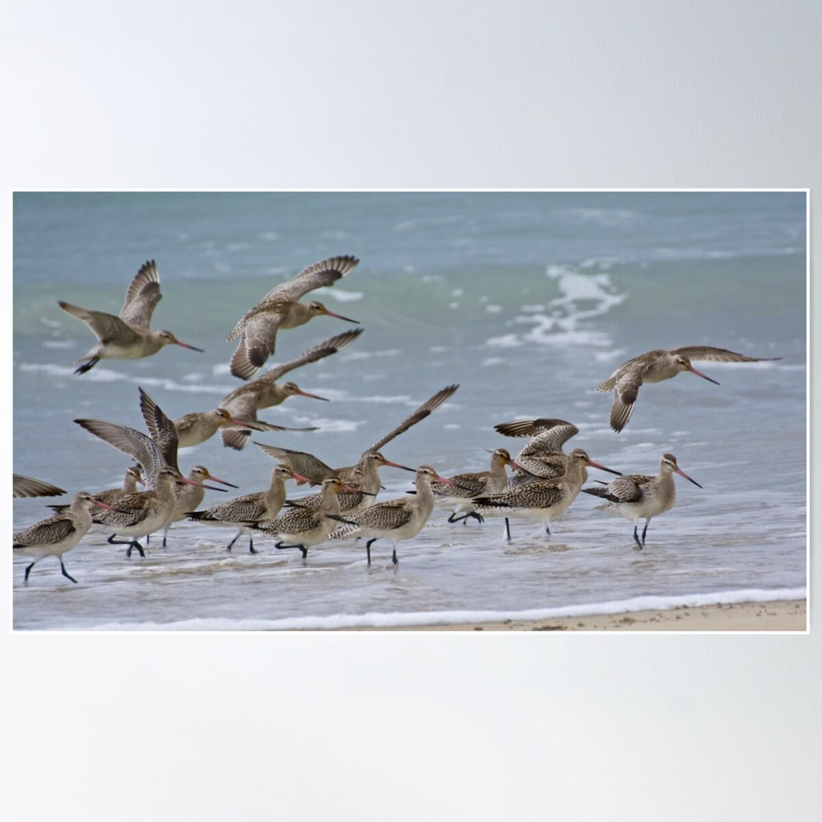 Shorebird ~ Bar-Tailed Godwit D6Leiulu By David Irwin Poster Wall Art ...