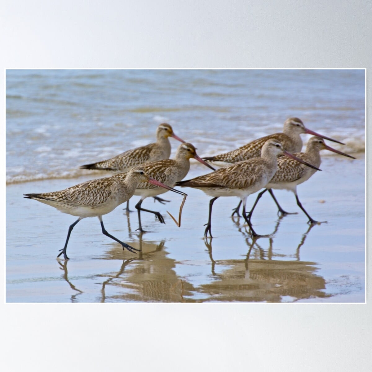 Shorebird ~ Bar-Tailed Godwit Qapdwvlv By David Irwin Poster Wall Art ...