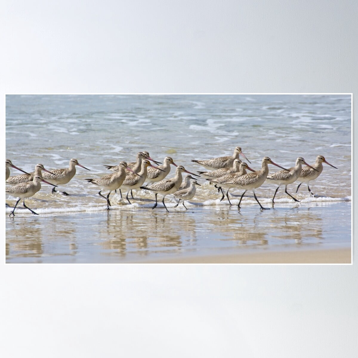 Shorebird ~ Bar-Tailed Godwit Ujeqbyvy, Red Knot By David Irwin Poster ...