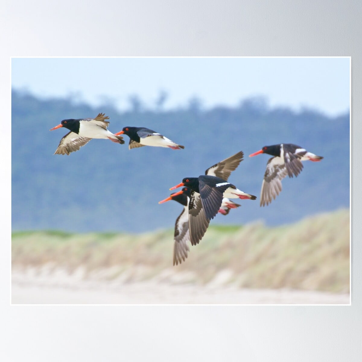Shorebird ~ Pied Oystercatcher Qxiiftdj By David Irwin Poster Wall Art ...