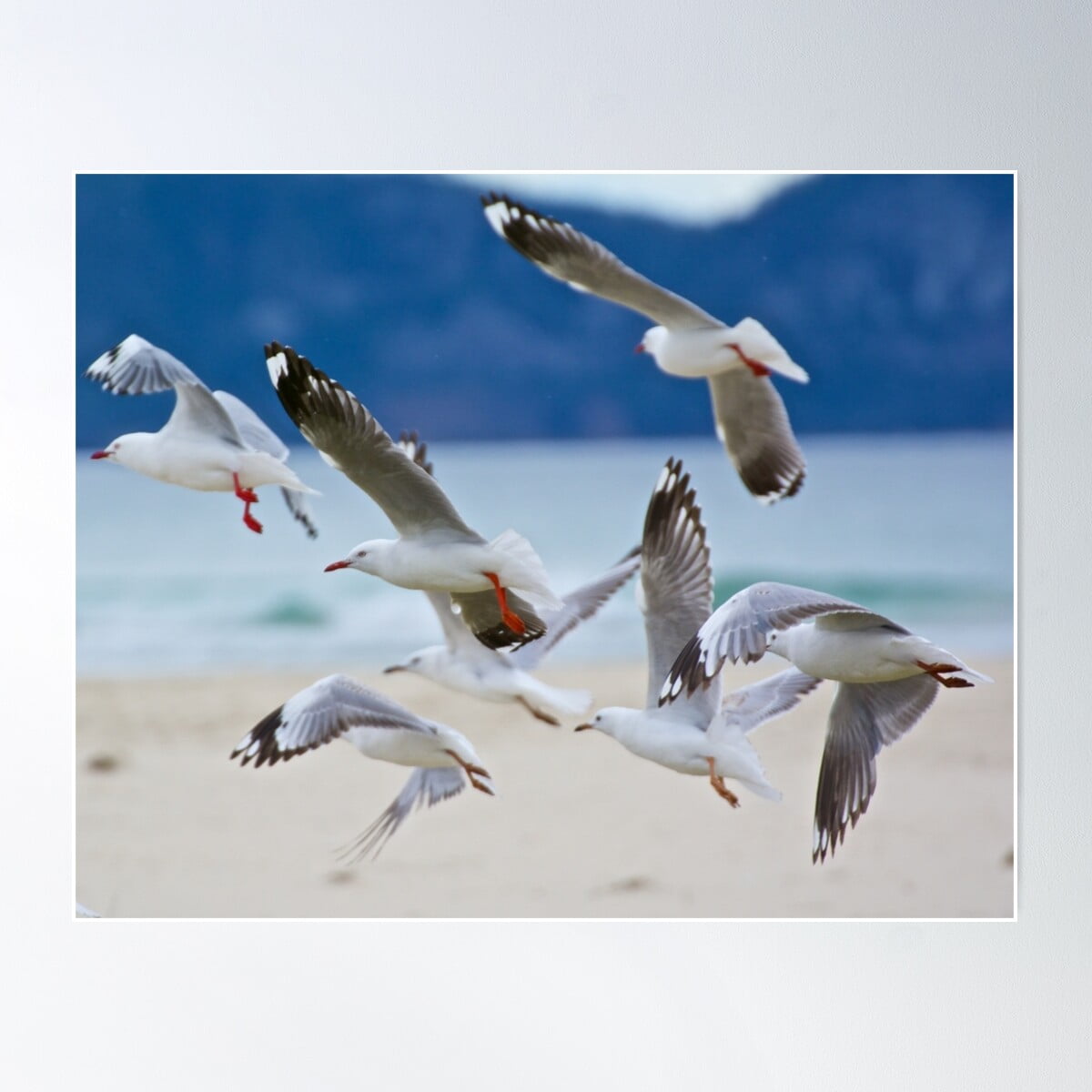 Shorebird ~ Silver Gull 7Vnsbgnu By David Irwin Poster Wall Art, Modern ...