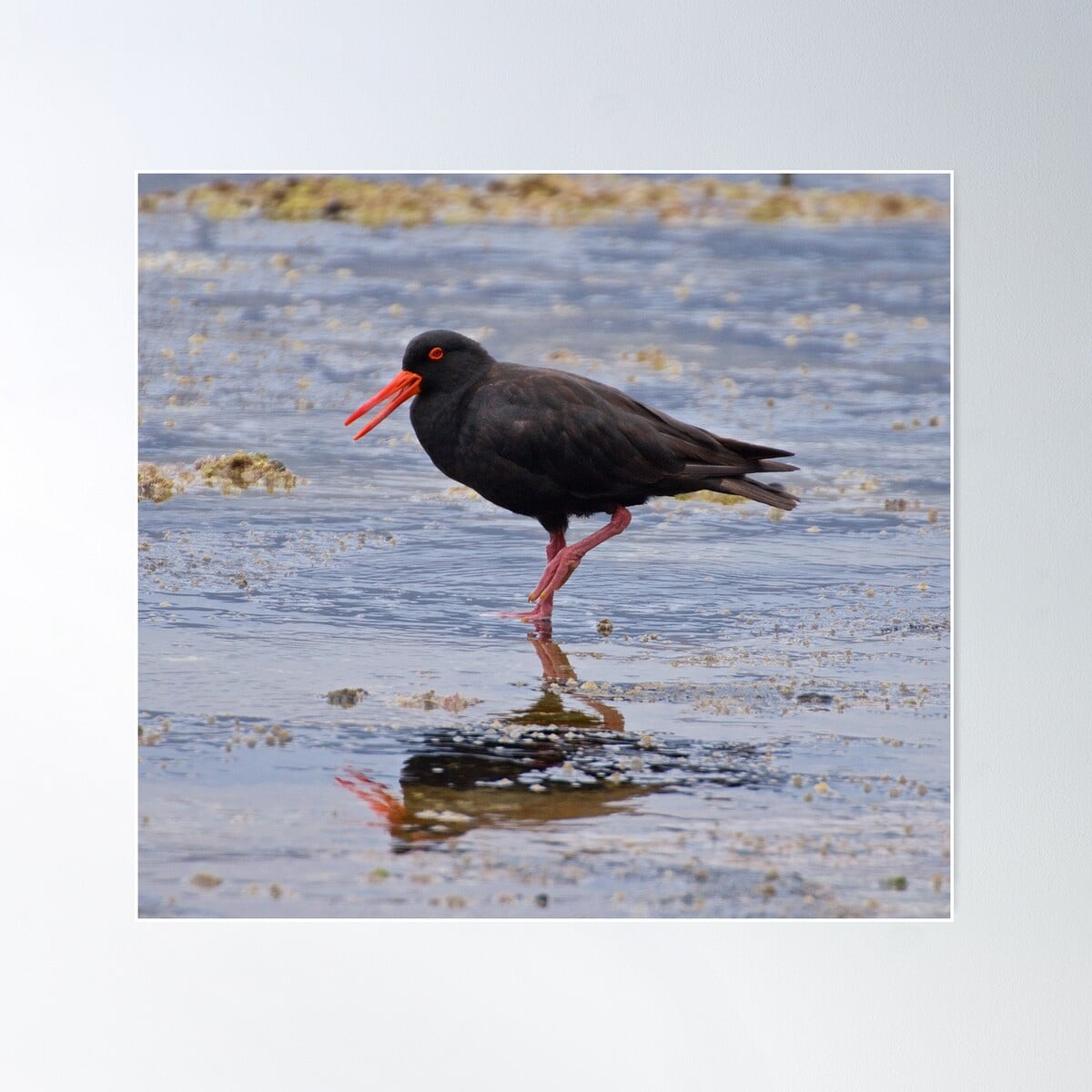 Shorebird ~ Sooty Oystercatcher 5Qs6Iutx By David Irwin Poster Wall Art ...