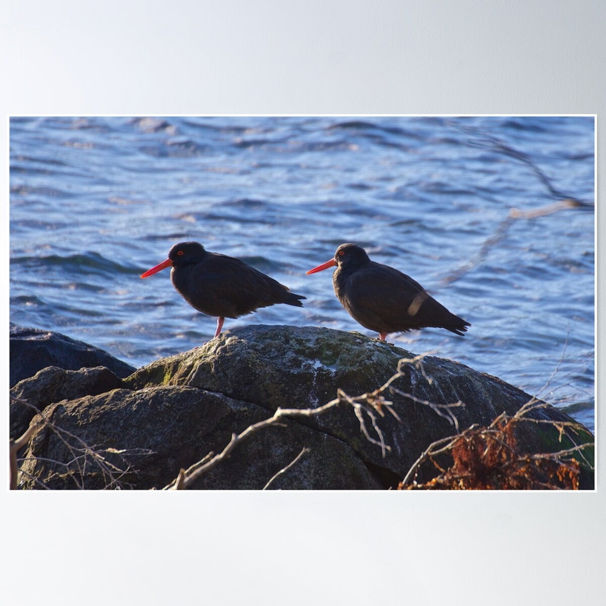 Shorebird ~ Sooty Oystercatcher Enycun6K By David Irwin Poster Wall Art ...