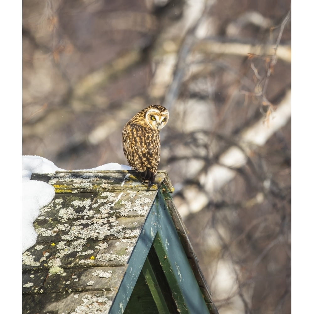 Short-eared owl perched on a roofs peak; Alaska United States of ...