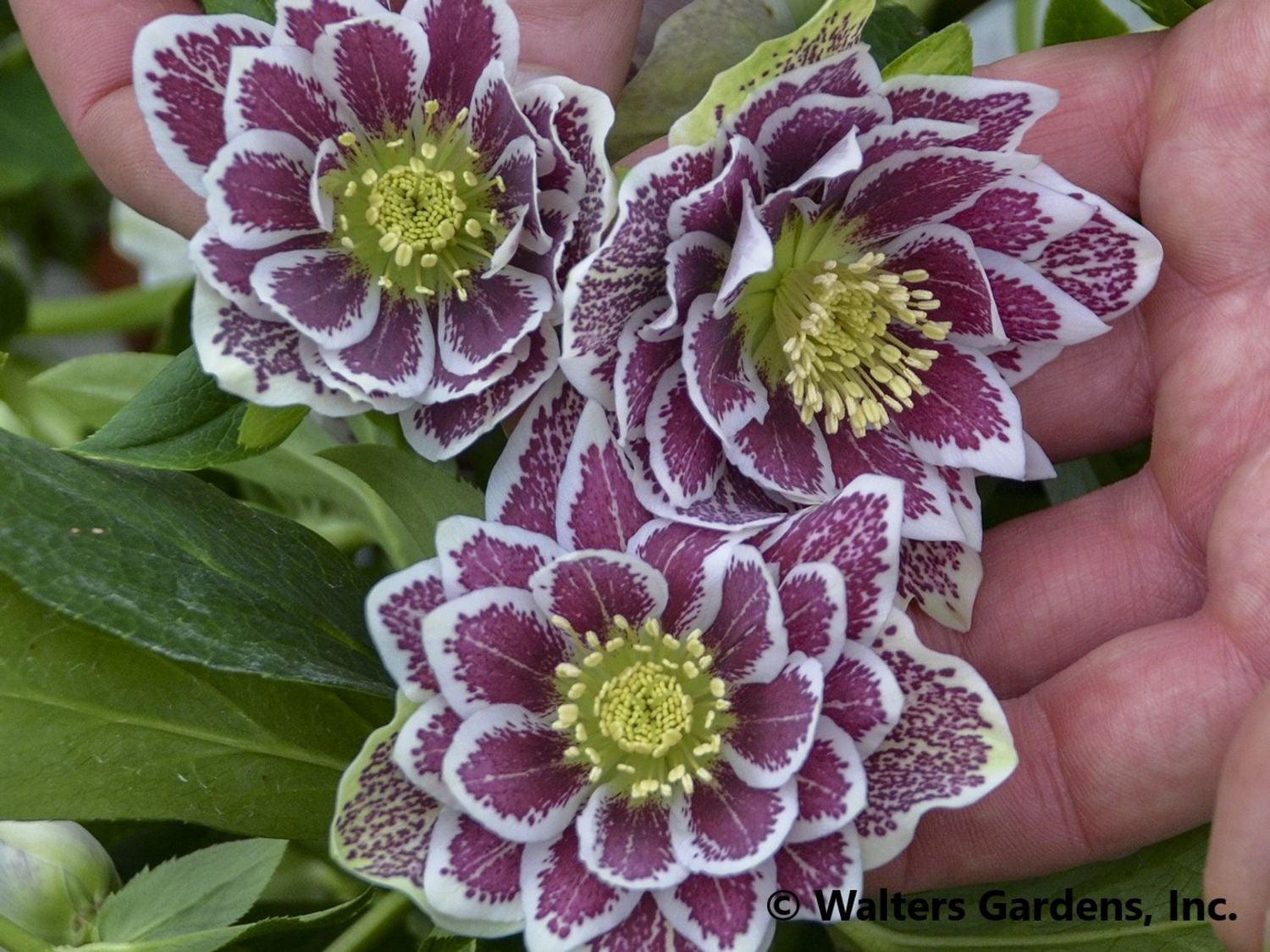 Shotgun Wedding - Helleborus - Gallon Pot - Walmart.com