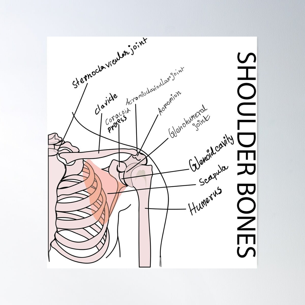 Shoulder Bone Medical Poster Vector Illustration | Shoulder Bones ...