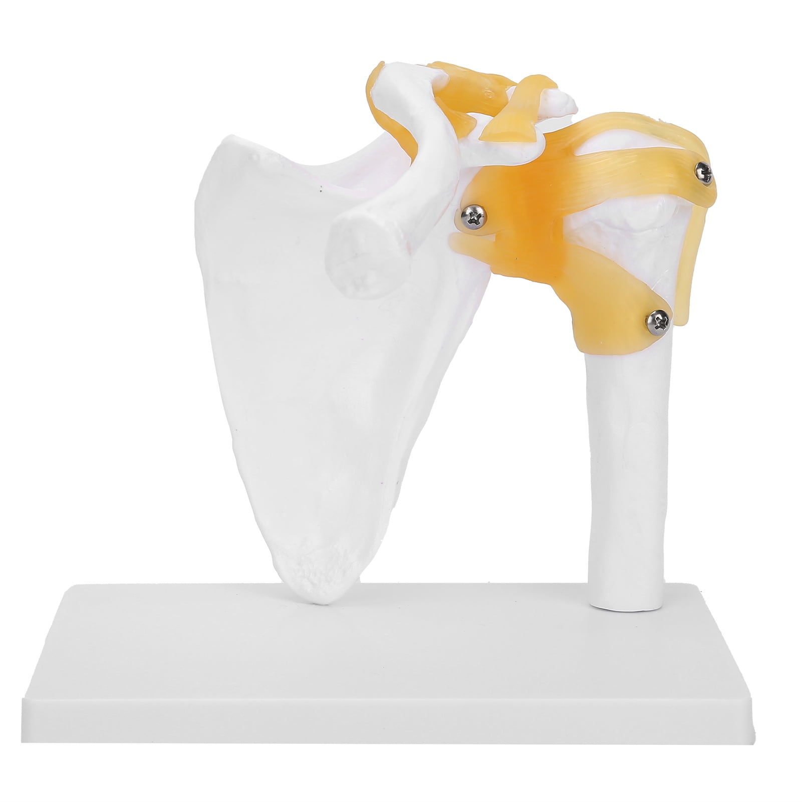 Shoulder Joint Model, Shoulder Blade Model Environmental Friendly With ...