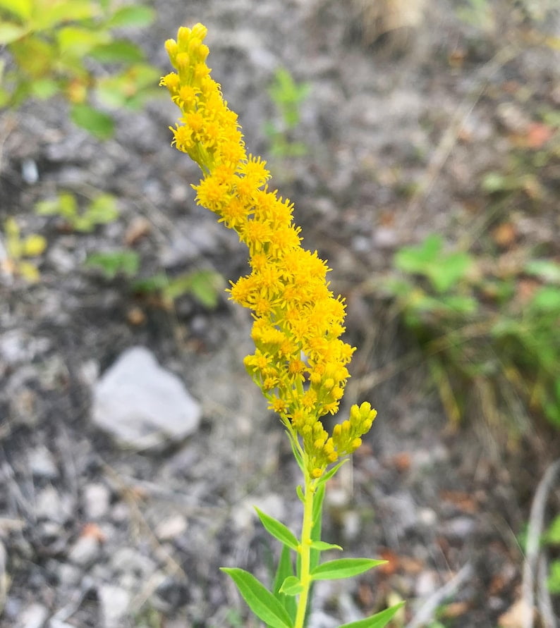 Showy Goldenrod Solidago speciosa Meadow Wildflowers Premium Seeds for ...