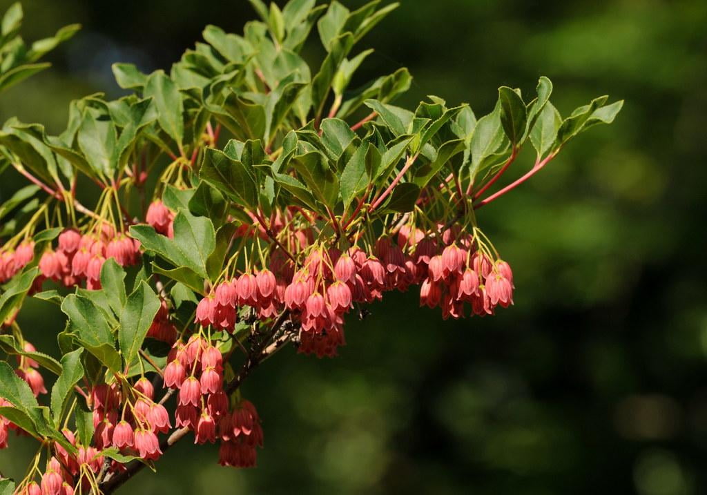 Showy Lantern-Redvein Enkianthus-Vibrant Fall Foliage 3 Gallon ...