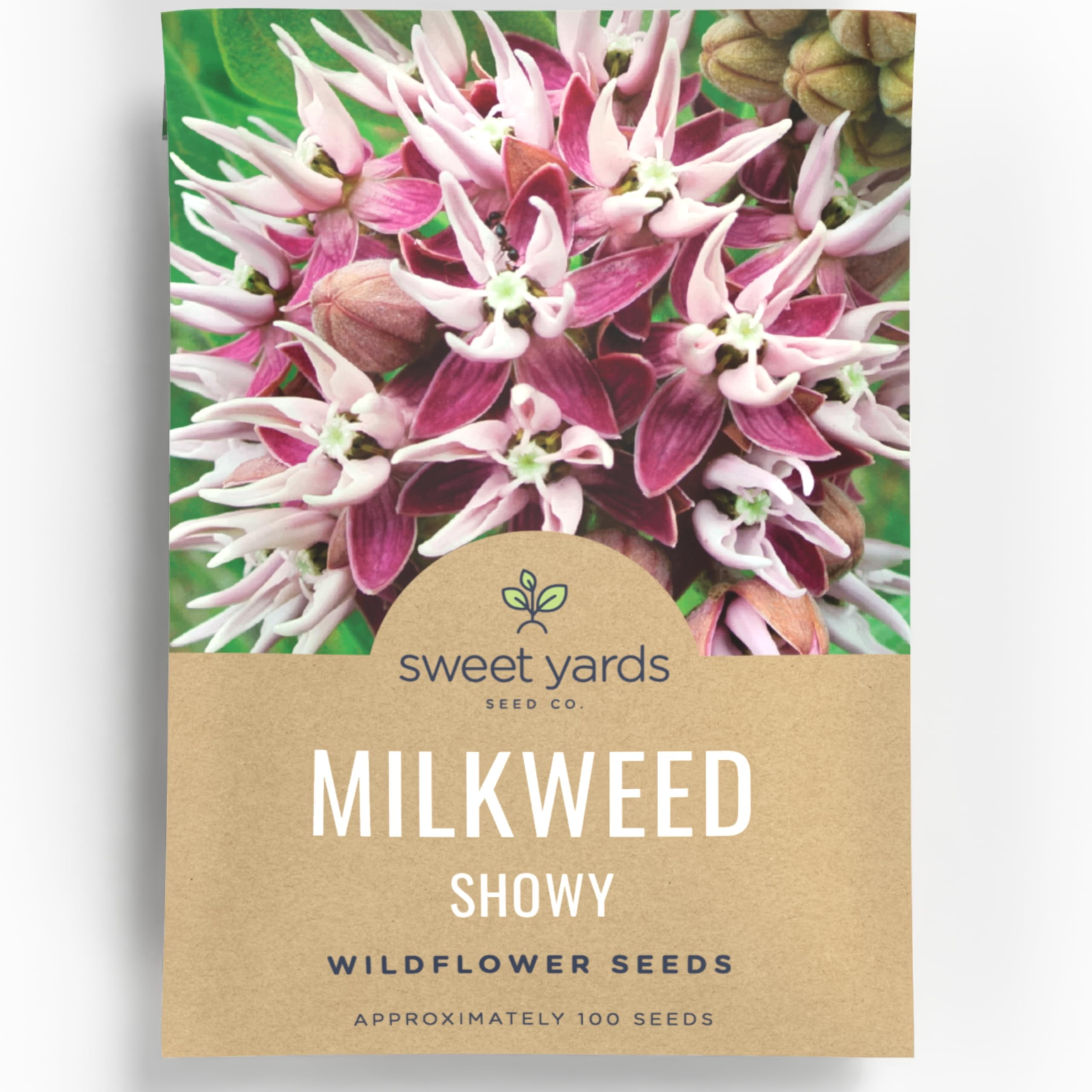 Showy Milkweed - Large 600mg Envelope - MHD1100 Flower Seeds for ...