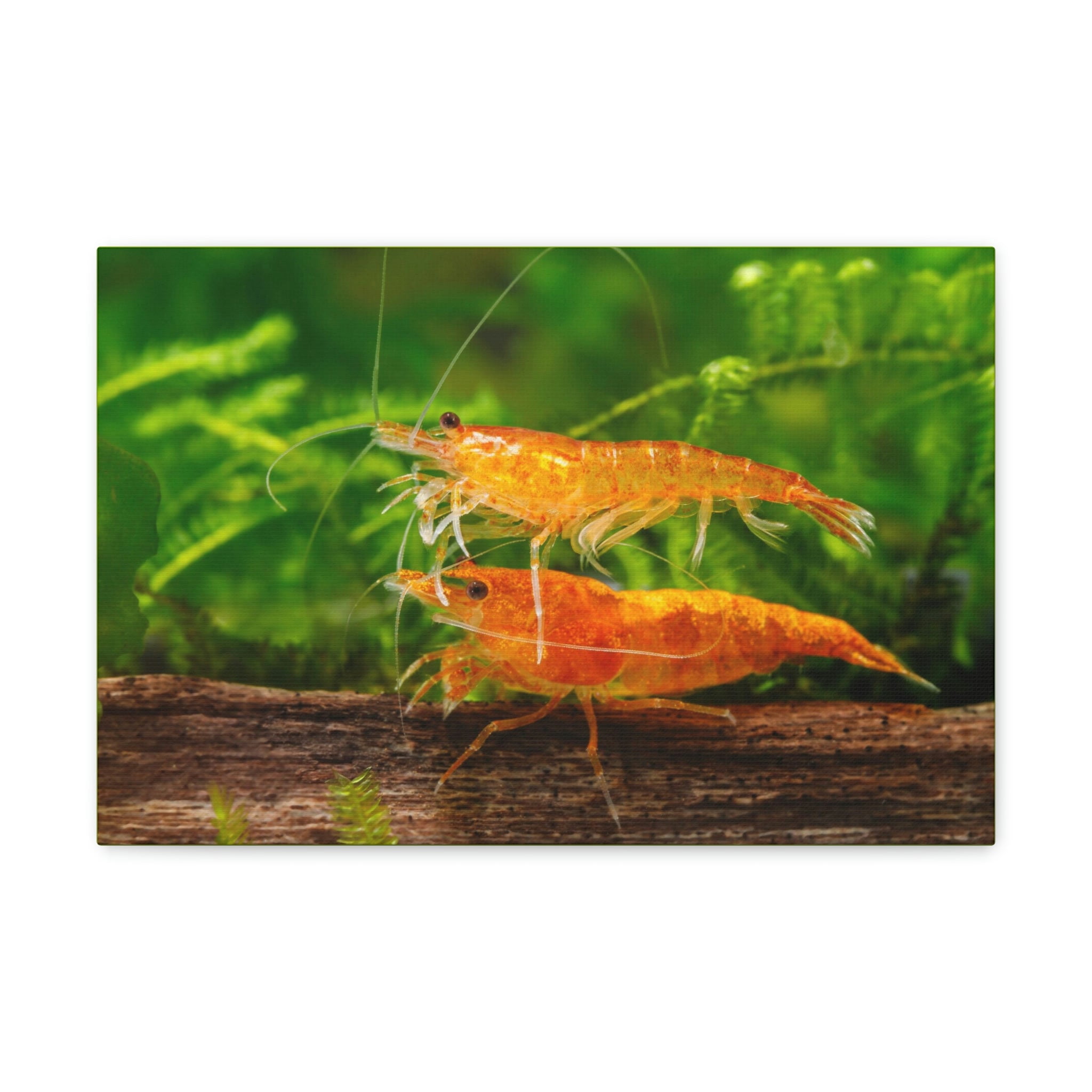 Shrimp Couple Shrimp Couple Print Animal Wall Art Wildlife Canvas ...