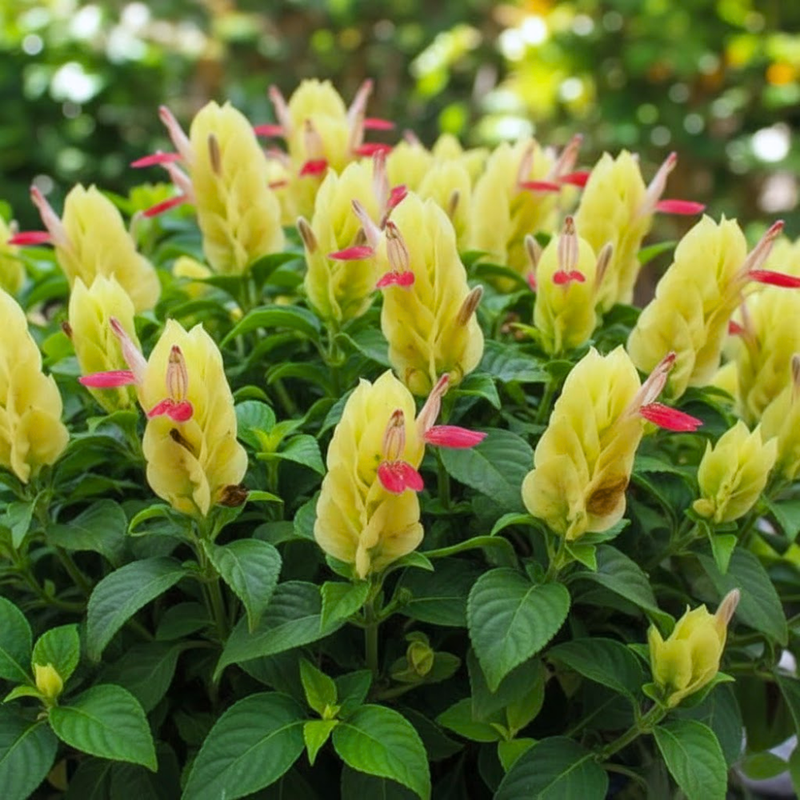 Shrimp Plant Live, Yellow Pink Shrimp Plant, Fragrant and Colorful ...