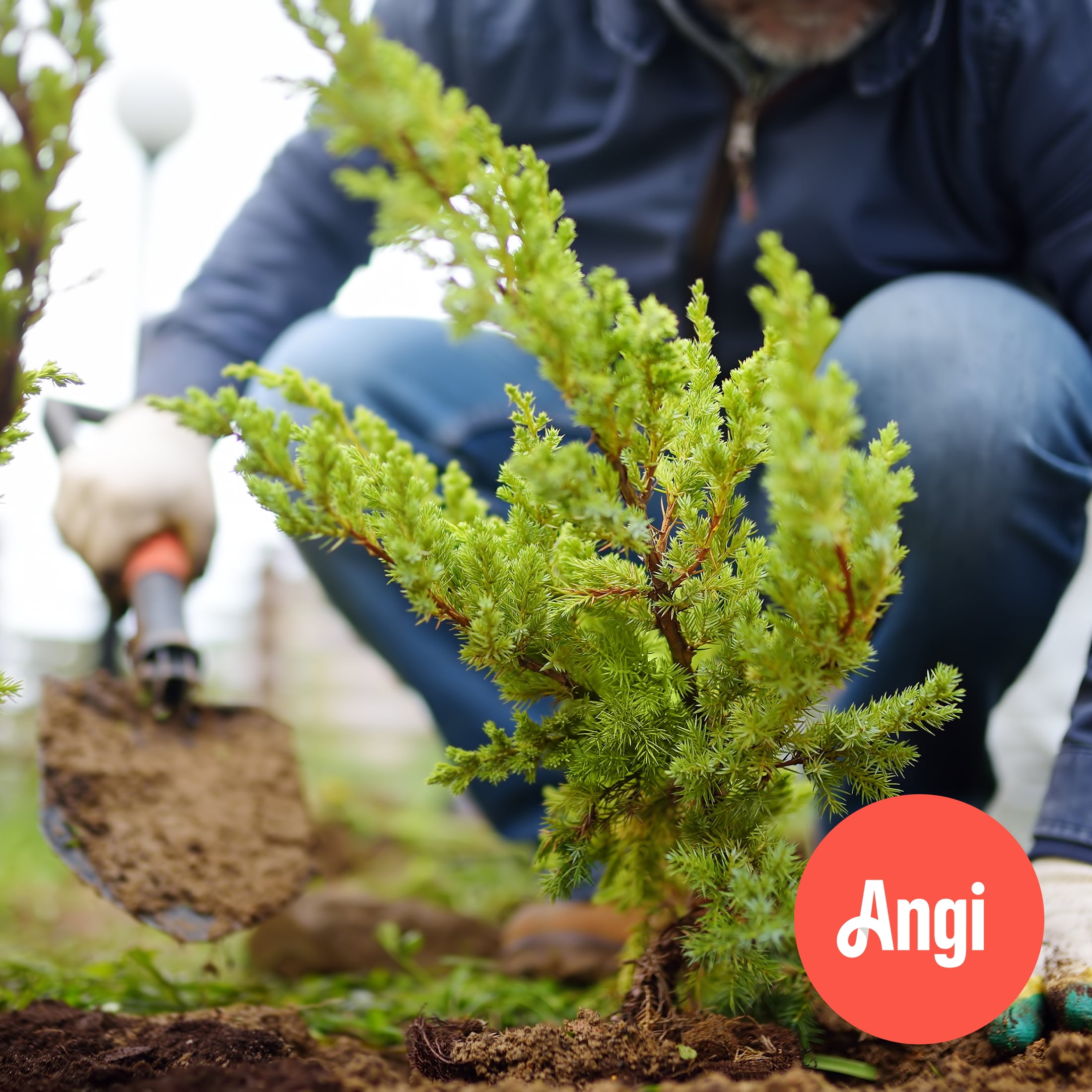 Shrub Planting (1.5 Hours) - Walmart.com