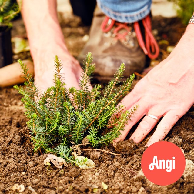 Shrub Planting (3.5 Hours) - Walmart.com