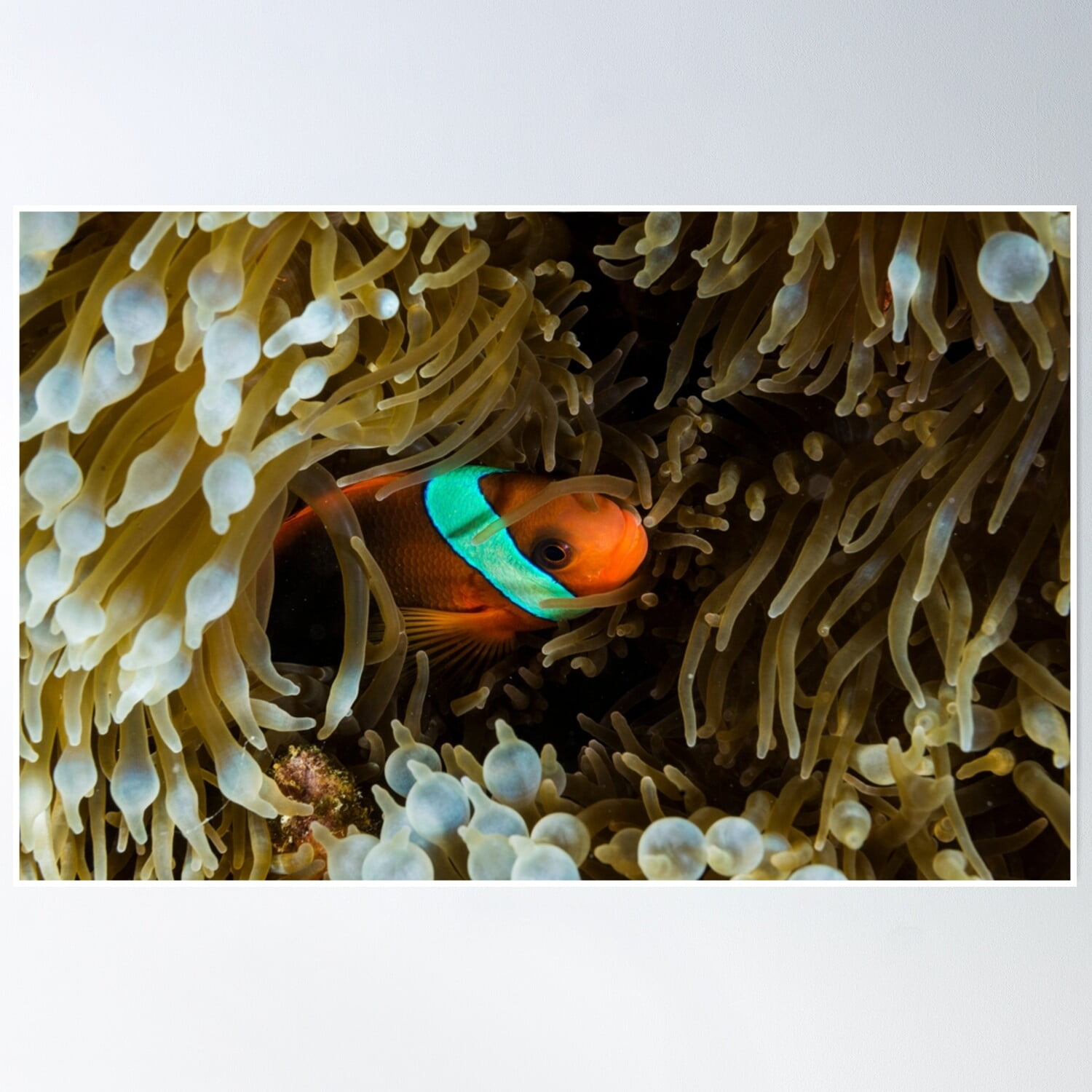 Shy Anemonefish Hiding In Anemones Poster Wall Art, Modern Wall Decor ...