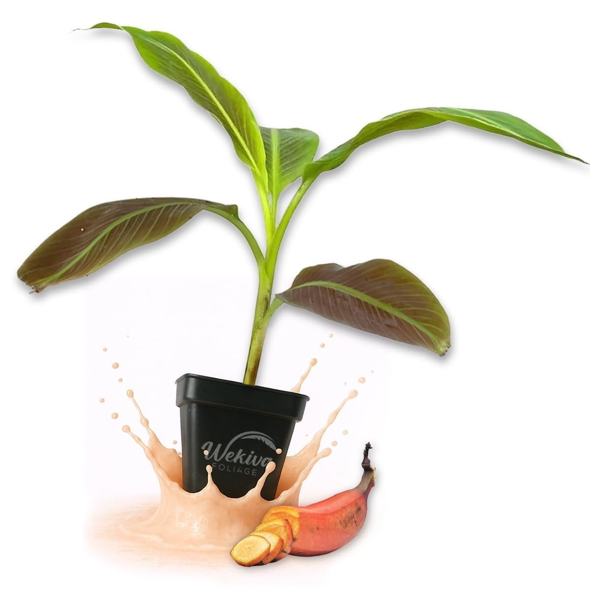 Siam Ruby Banana Tree - 1 Live Plant in a 3 Inch Growers Pot - Musa ...