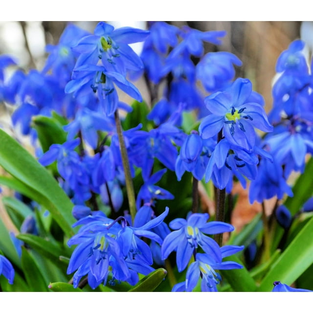 Siberian Blue Squill Flower Bulbs for Planting (20 Bulbs) - Walmart.com