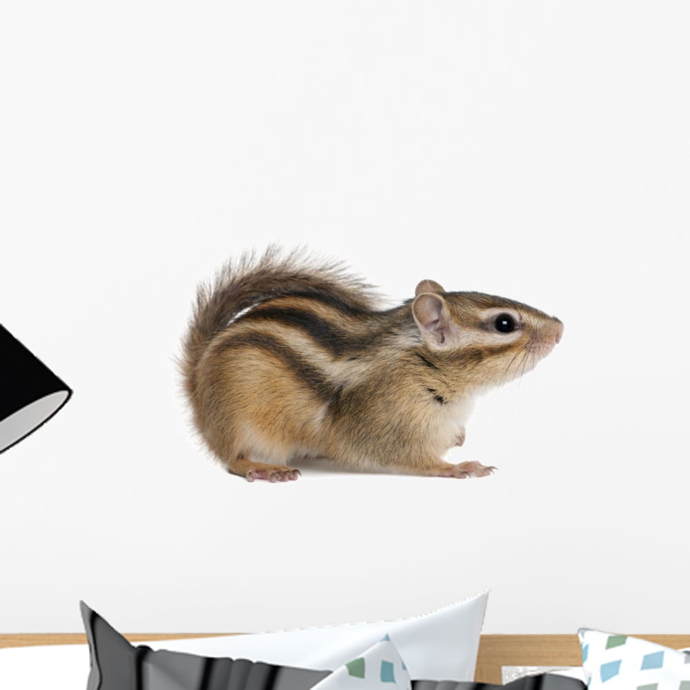 Siberian Chipmunk Euamias Sibiricus Wall Decal by Wallmonkeys Peel and ...