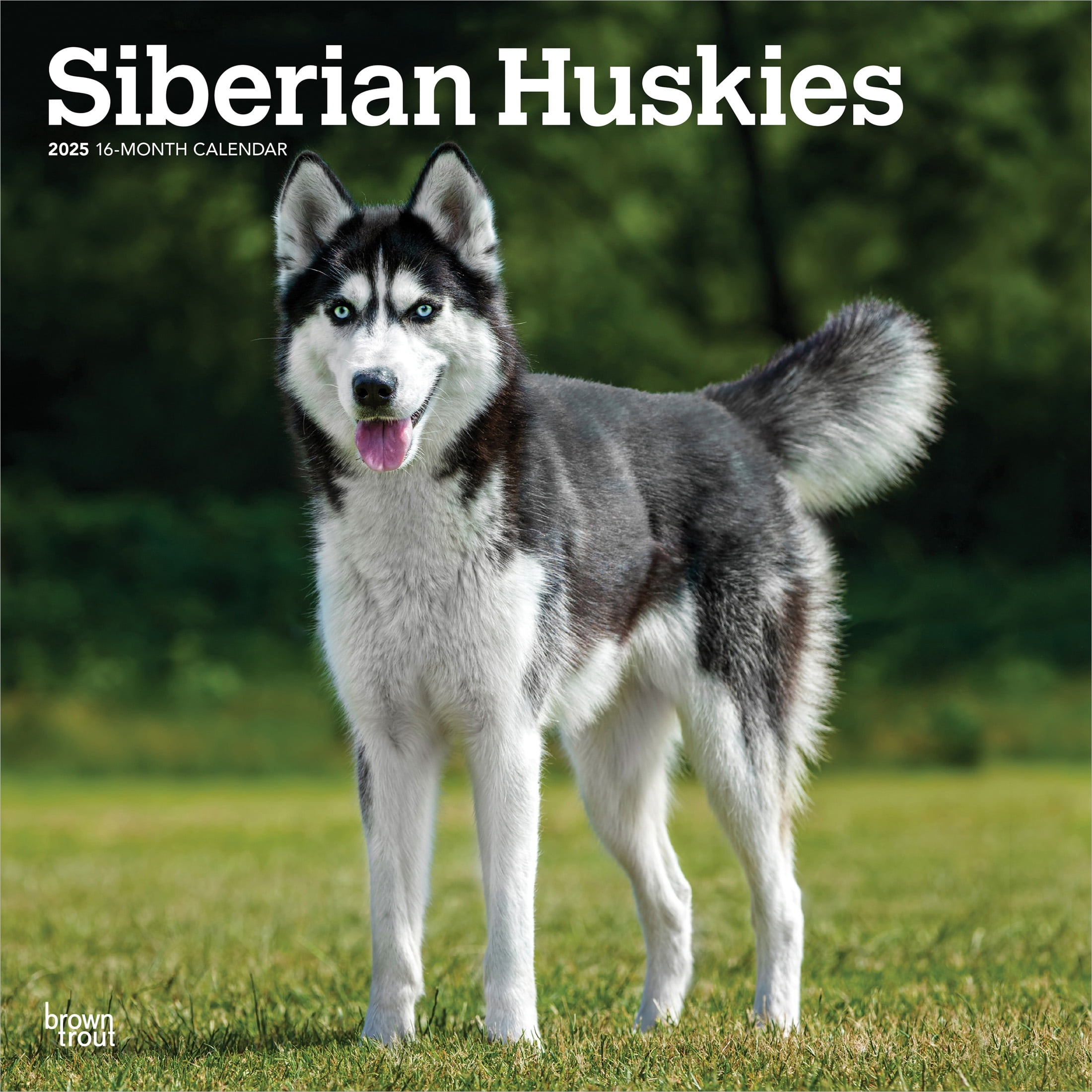 Siberian Huskies | 2025 12x24" (Hanging) Square Wall Calendar ...
