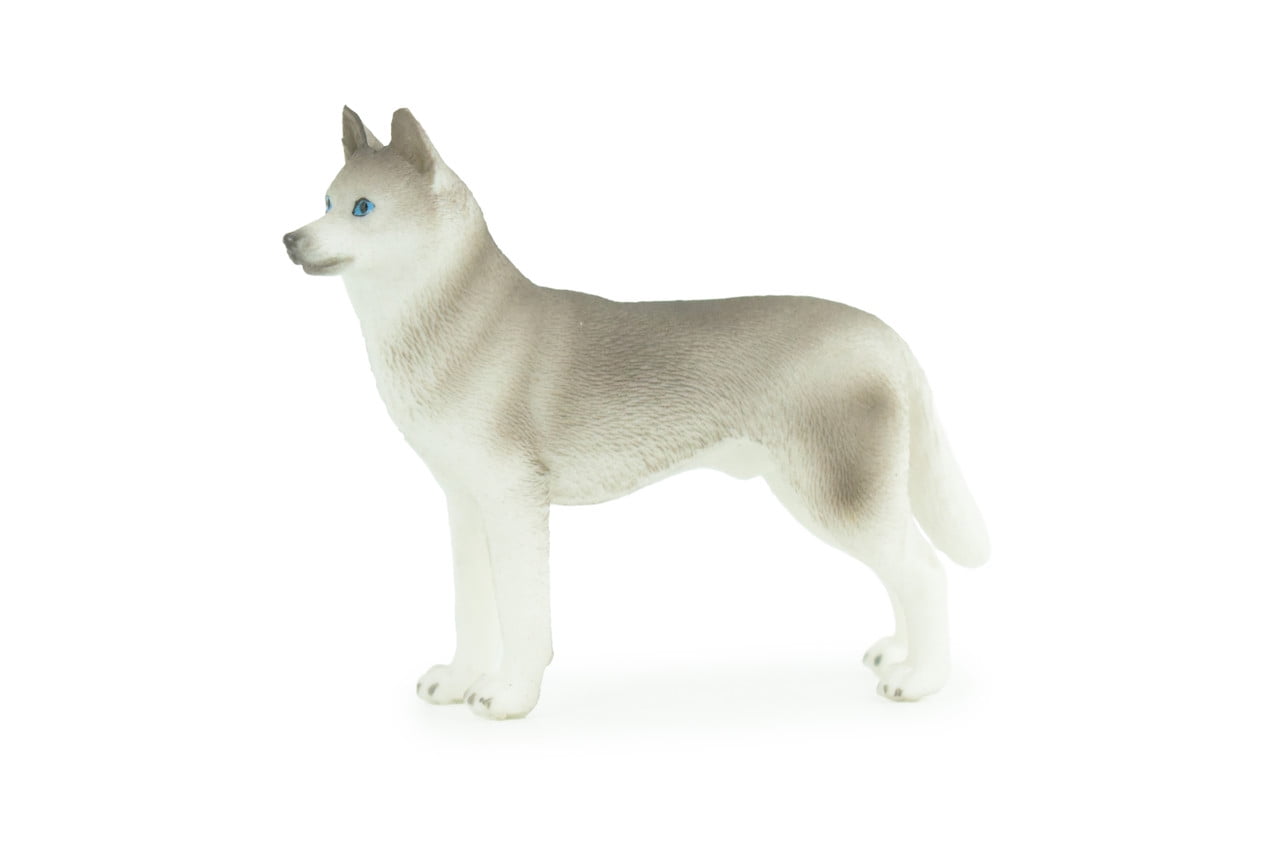 Siberian Husky Dog, Hand Painted, Educational, Museum Quality ...