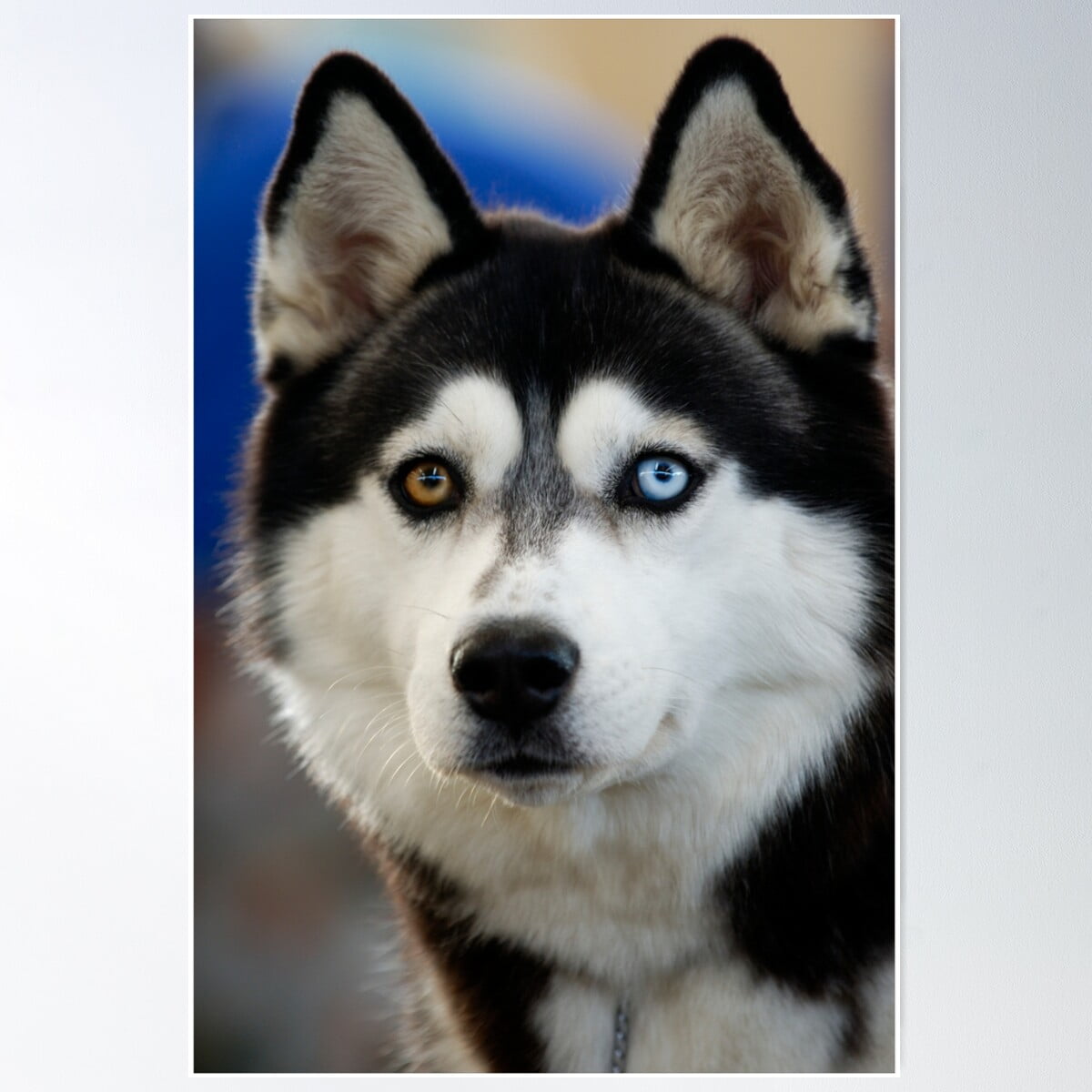 Siberian Husky Poster Wall Art, Modern Wall Decor For Living Room ...