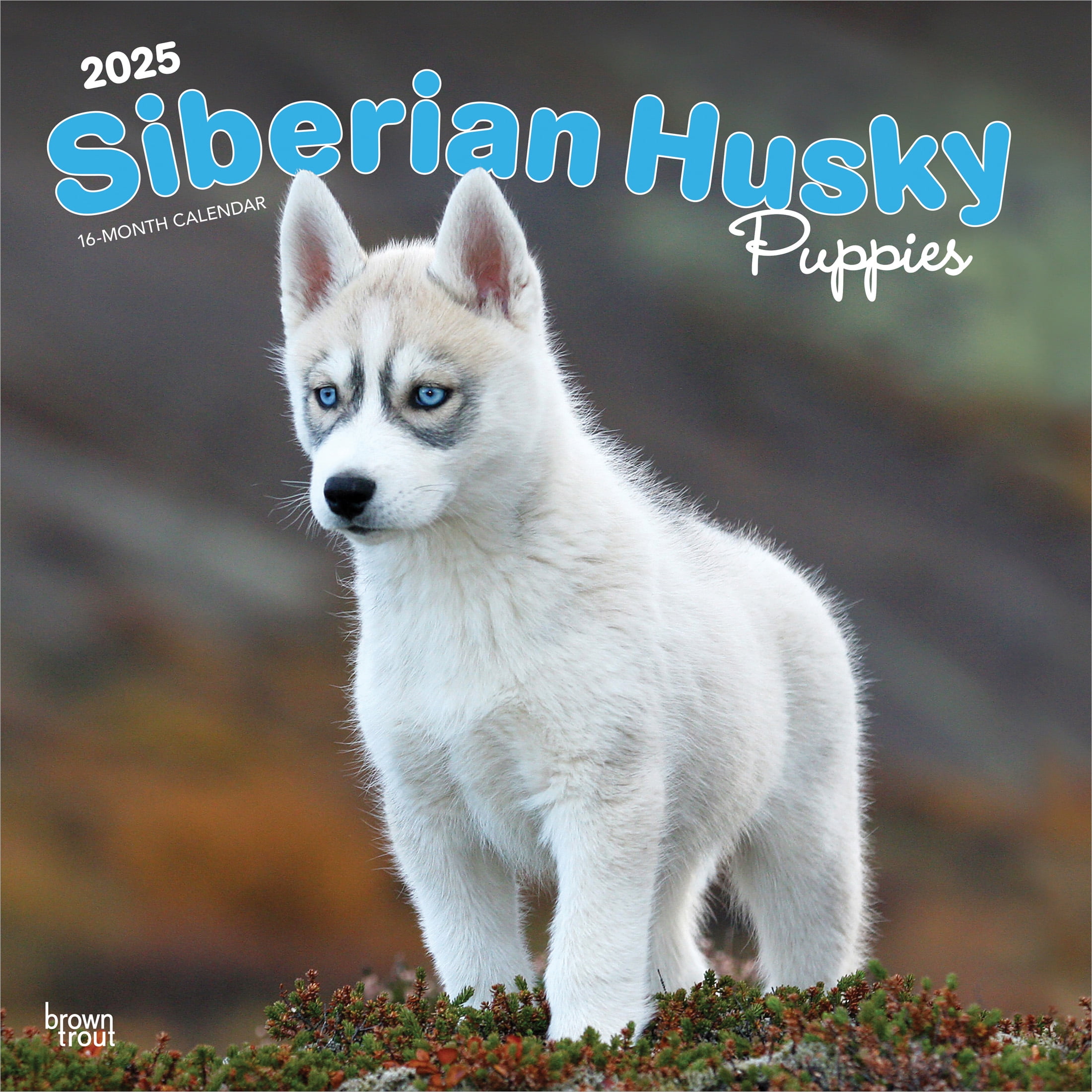 Siberian Husky Puppies | 2025 12x24" (Hanging) Square Wall Calendar ...