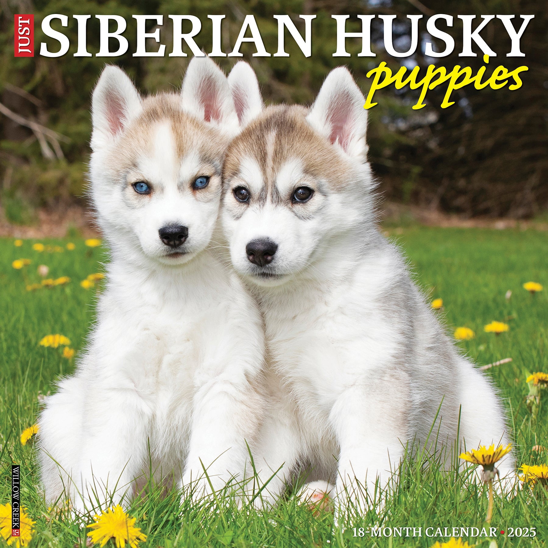 Siberian Husky Puppies 2025 Wall Calendar - Walmart.com