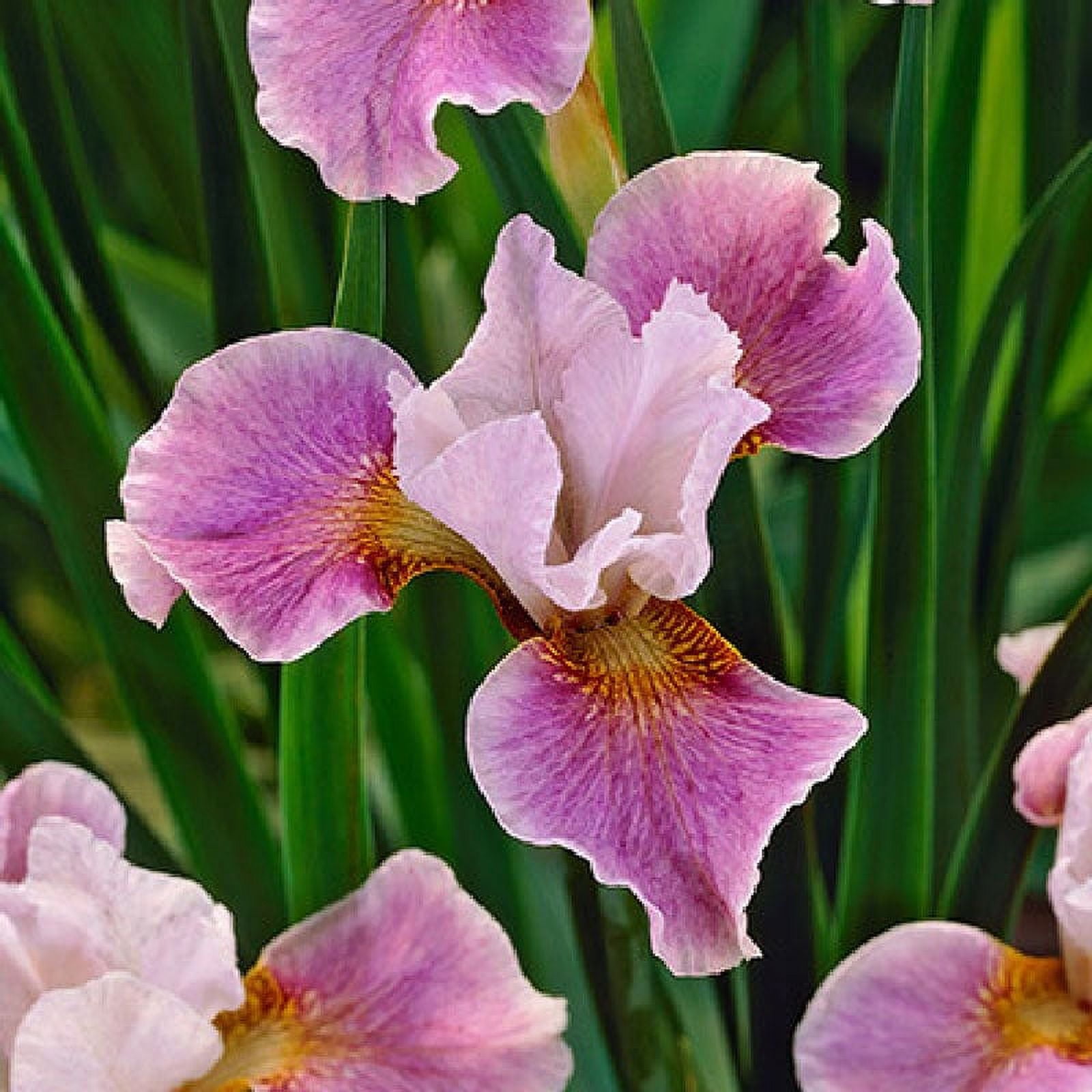 Siberian Iris Roots - Dance Ballerina Dance - 4 Roots - Pink Flower ...