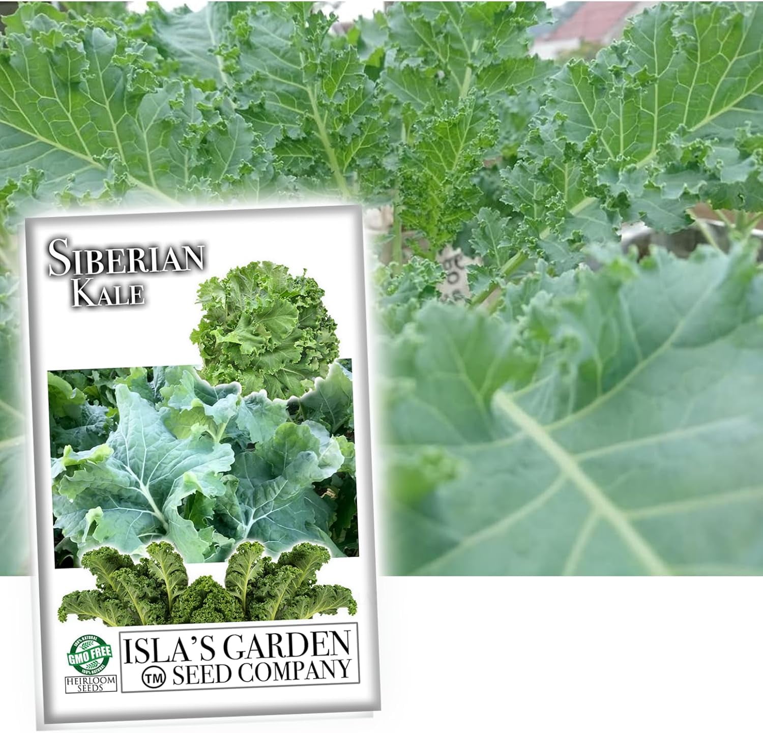 Siberian Kale Seeds – Heirloom Variety, 1000+ Seeds Per Packet, Non-GMO ...