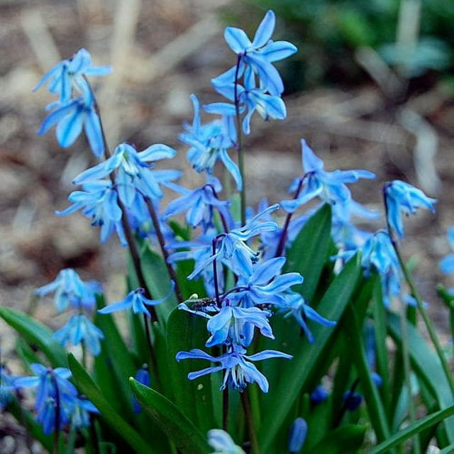 Siberian Squill - 50 Bulbs - Scilla siberica - 7/8 cm Bulbs - Walmart.com