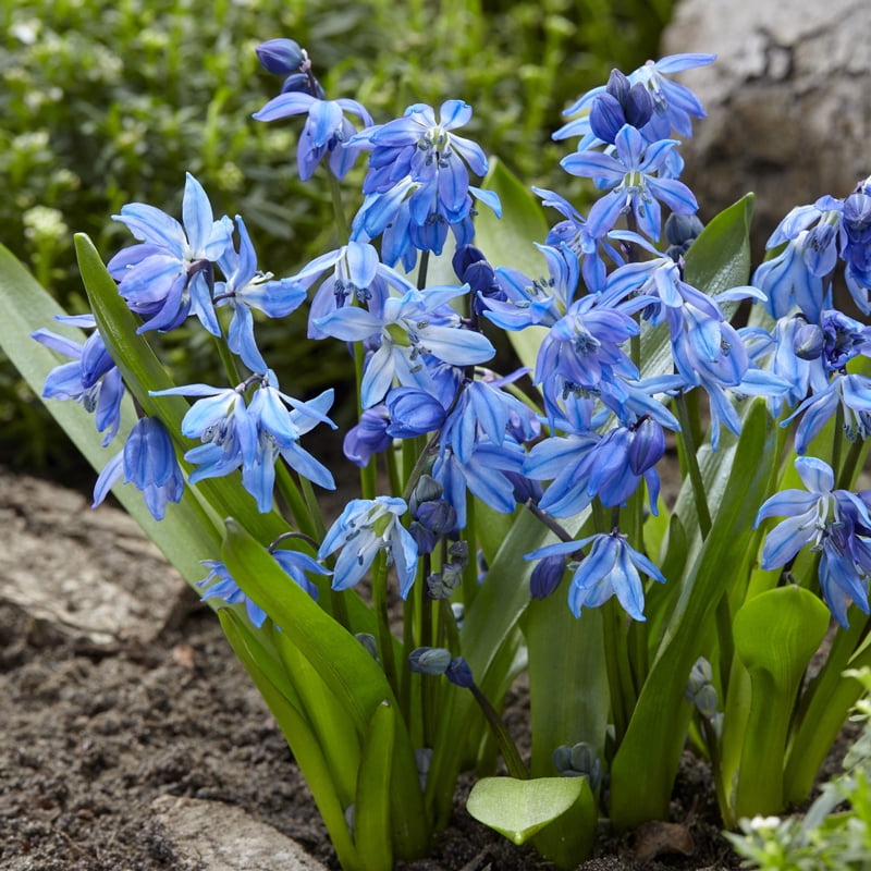 Siberian Squill or Scilla Flower Bulbs - 25 Bulbs per Pack - Pleasantly ...