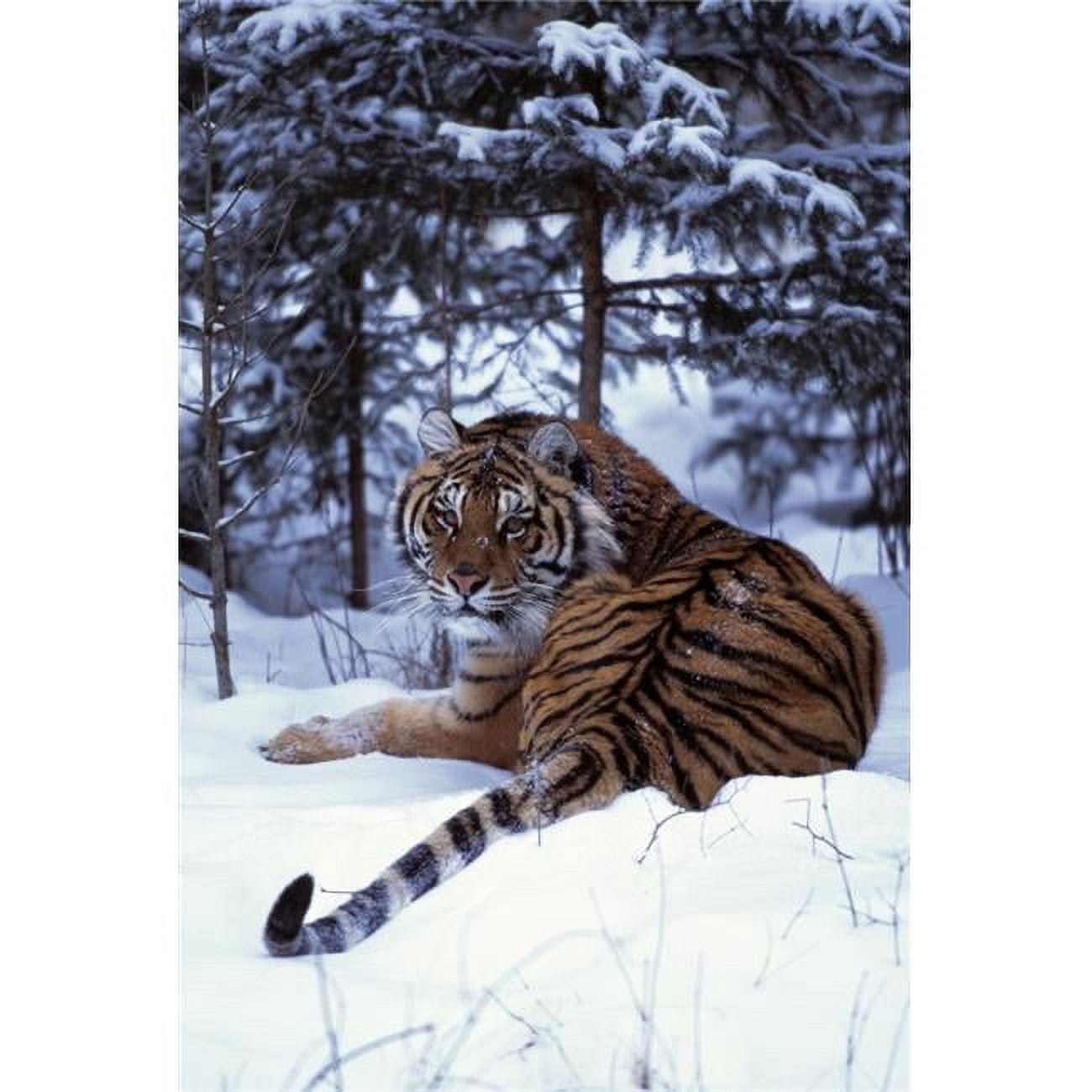Siberian Tiger Lying On Mound of Snow in Forest Poster Print by Natural ...