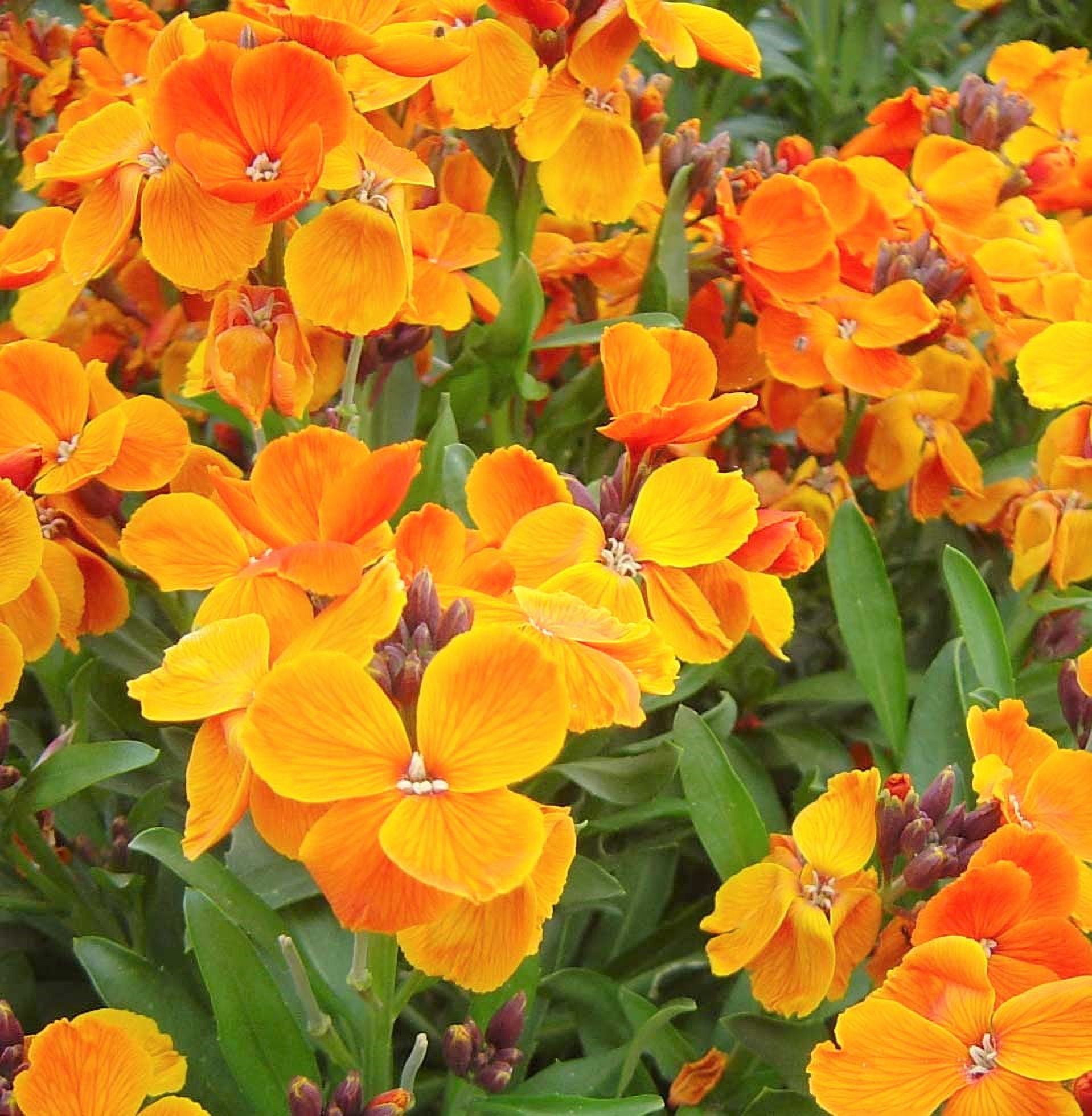 Siberian WallFlower 200+ Seeds Newly Harvested, Beautiful Cut Flowers ...