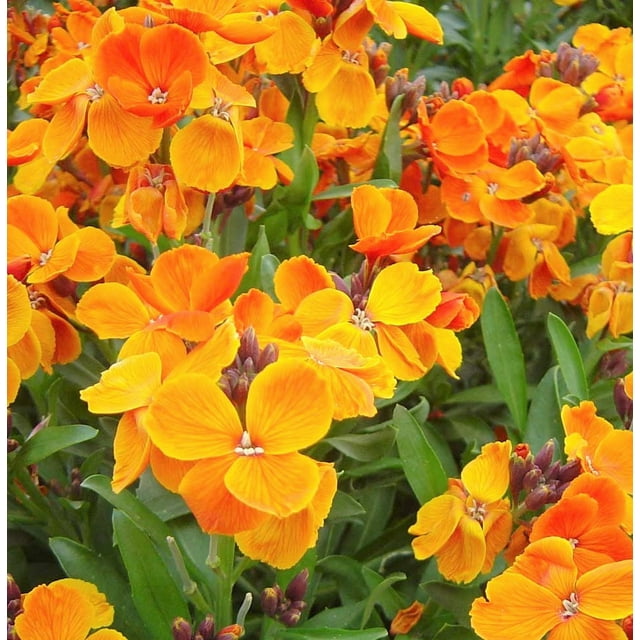 Siberian WallFlower 200+ Seeds Newly Harvested, Beautiful Cut Flowers ...